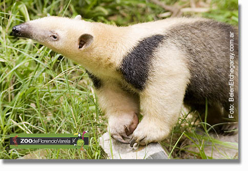 Cultura Guaraní: EL OSO MELERO