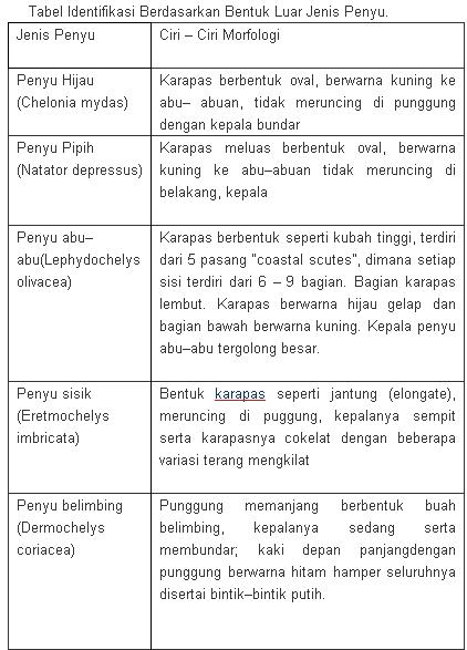 YOANA TIDUNG: IDENTIFIKASI DAN MORFOLOGI PENYU SISIK BESERTA PENYEBARANNYA