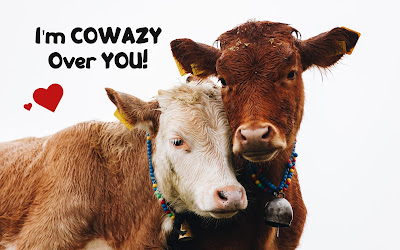Are You Cowazy? Cow Hugging for Wellness
