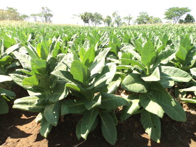 Rajangan pak Pie Ploso: Spesial Tobacco From Jombang | Tembakau dan ...