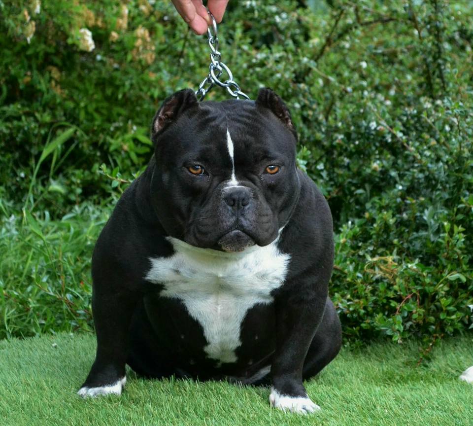 Cria y Seleccion del American Bully: Hembras