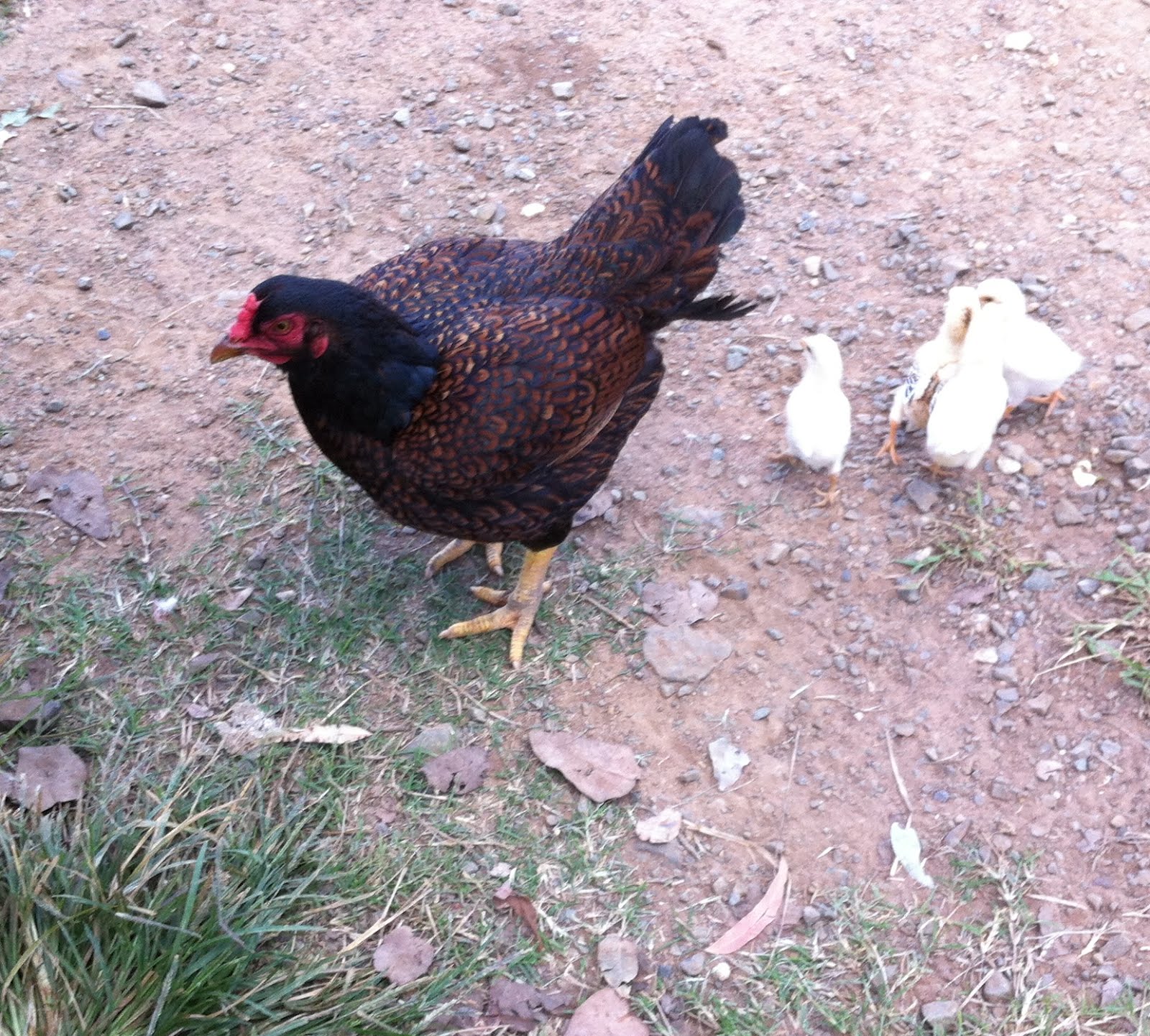 Healthy Farming Healthy Food: Roosters