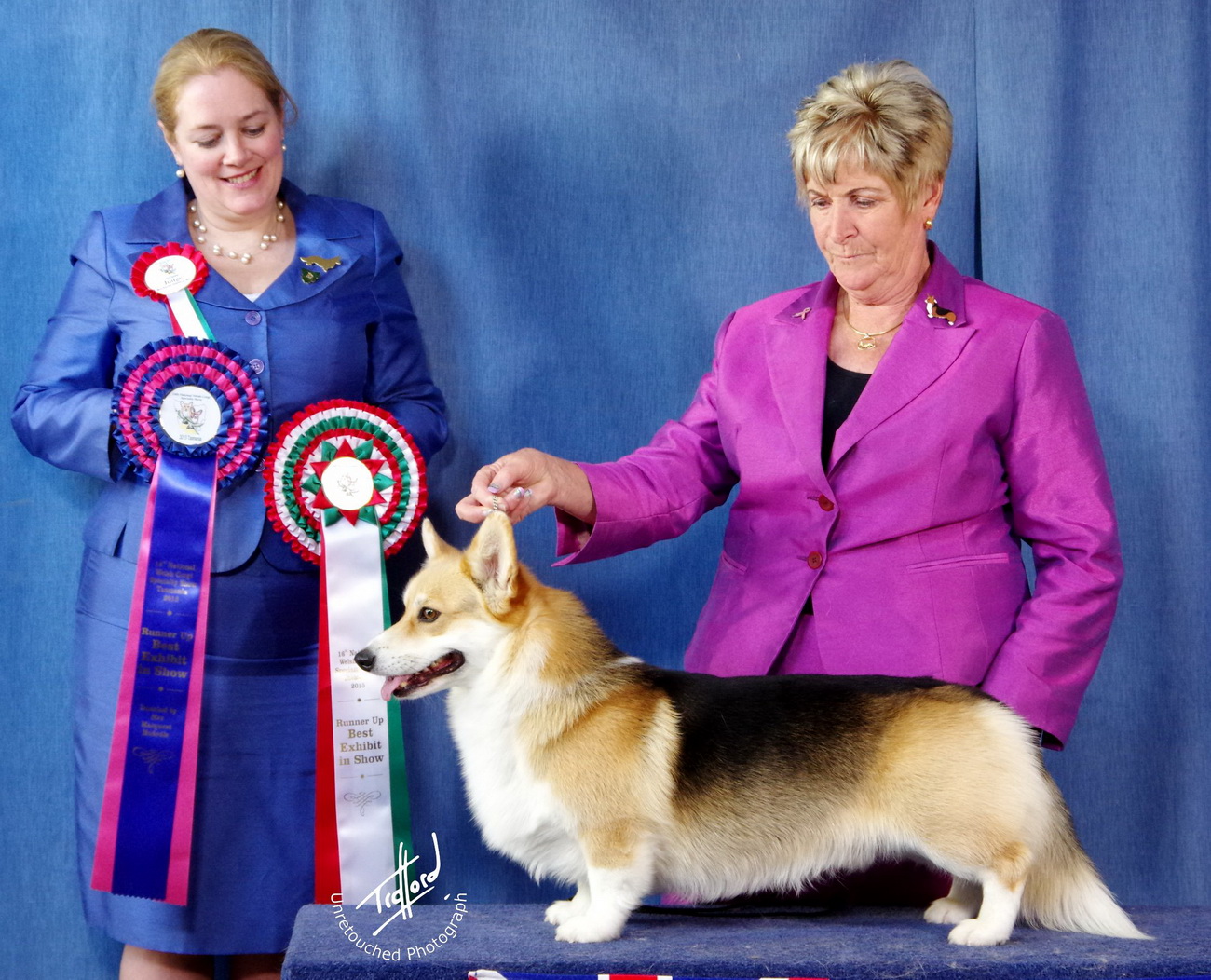 TraffordPhotos - Australian Dog Show Photos: 16th NATIONAL WELSH CORGI ...