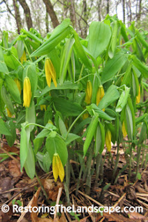 Restoring The Landscape With Native Plants: Native Plant of the Week ...