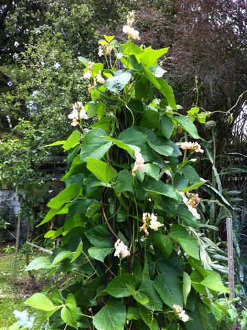 bespoke home: Sunset Runner Beans
