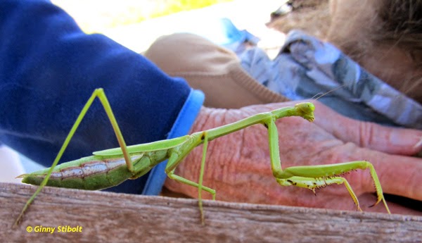 Green Gardening Matters: Yard critters