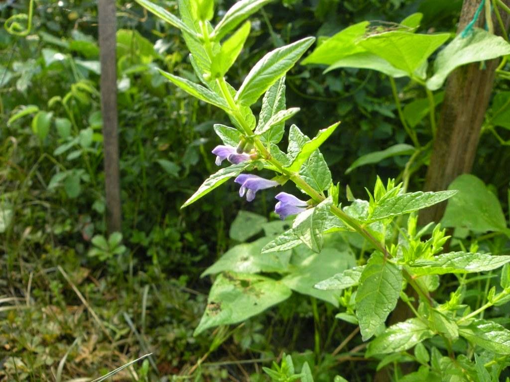 hand made: Buruiana anului 2014