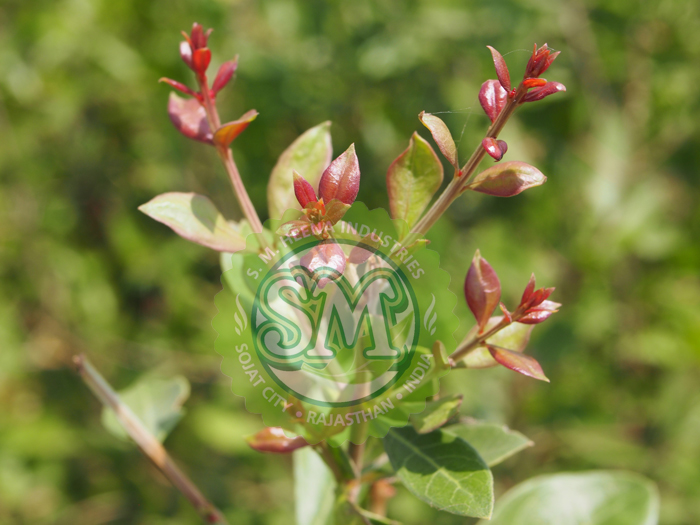 S. M. Heena Industries