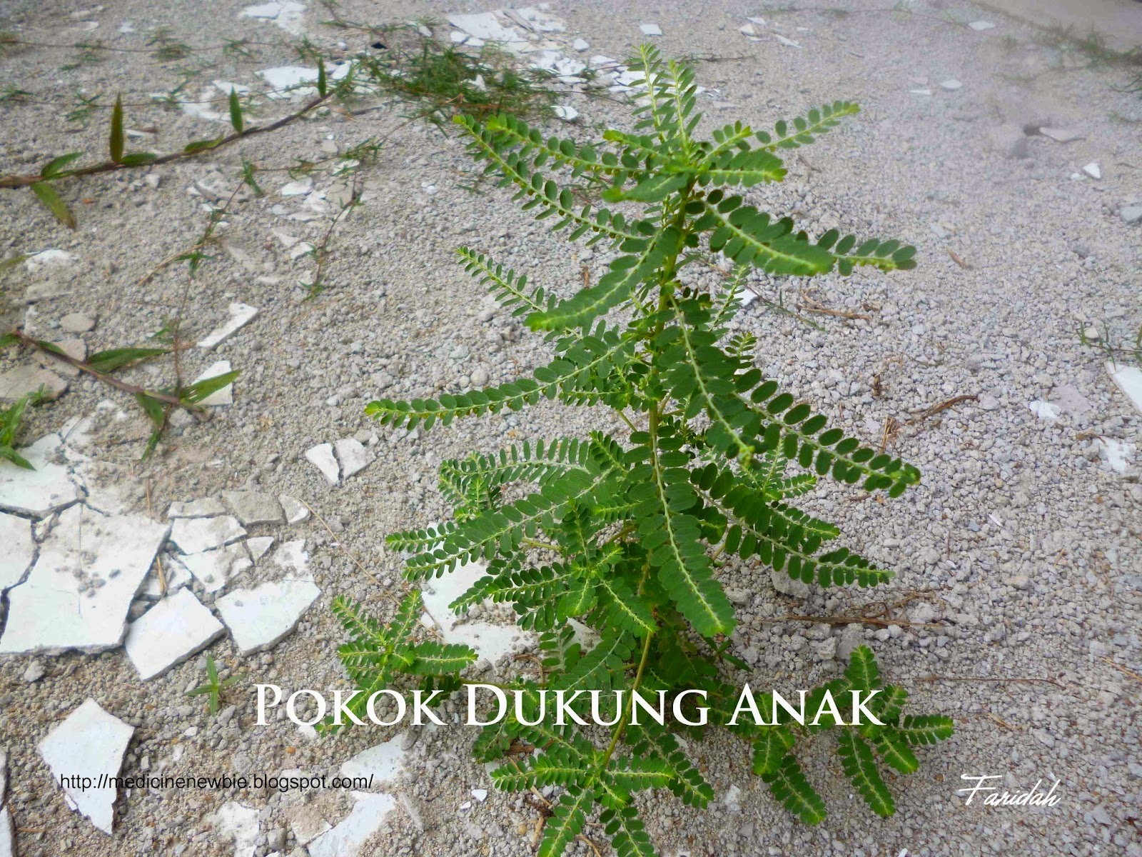 Medicine Newbie: Dukung Anak