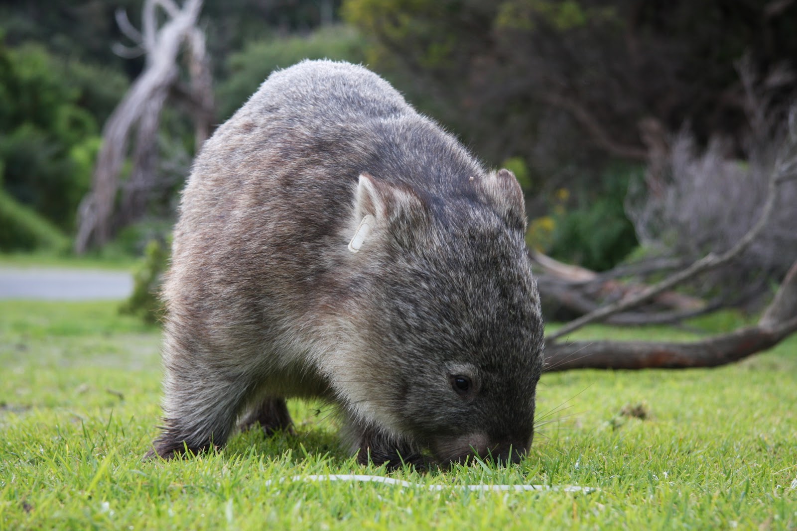 Wombat | The Life of Animals