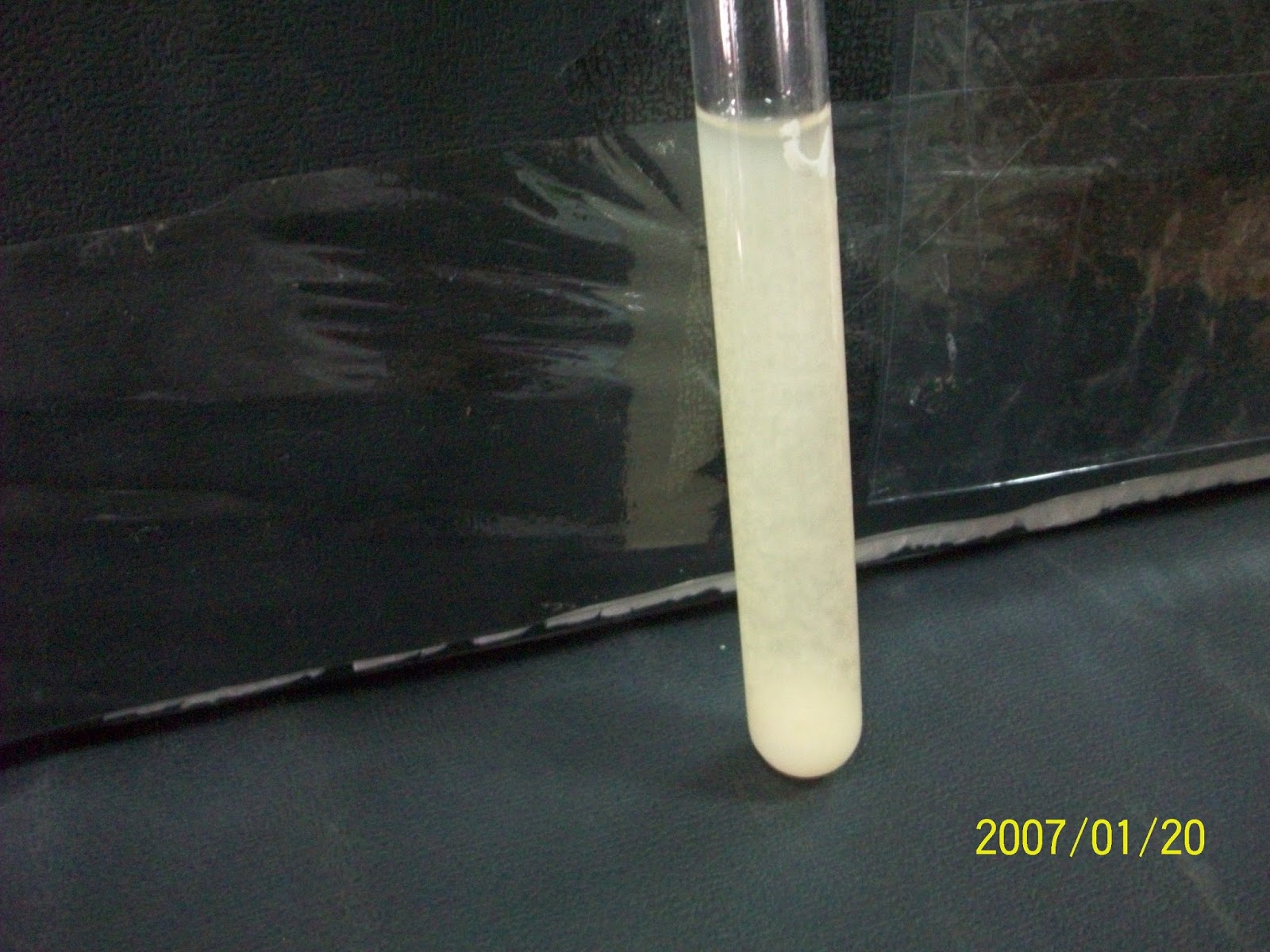 PERCOBAAN IV Mikrobiologi - Isolasi dan Penanaman Mikroba ( Praktikum ...