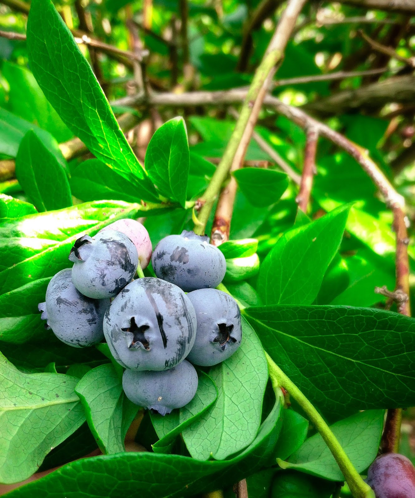 The Backroad Life: Lemon Blueberry Bundt Cake