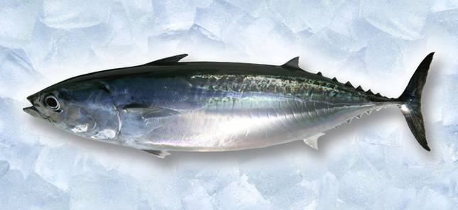 Sportfischen auf den Philippinen ? | Impressions of Davao