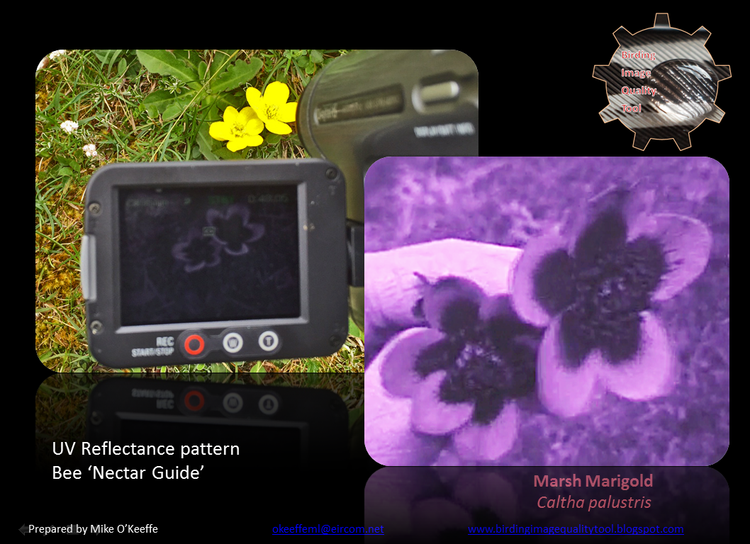 Birding Image Quality Tool: Colour - Blue Tit UV Reflectance