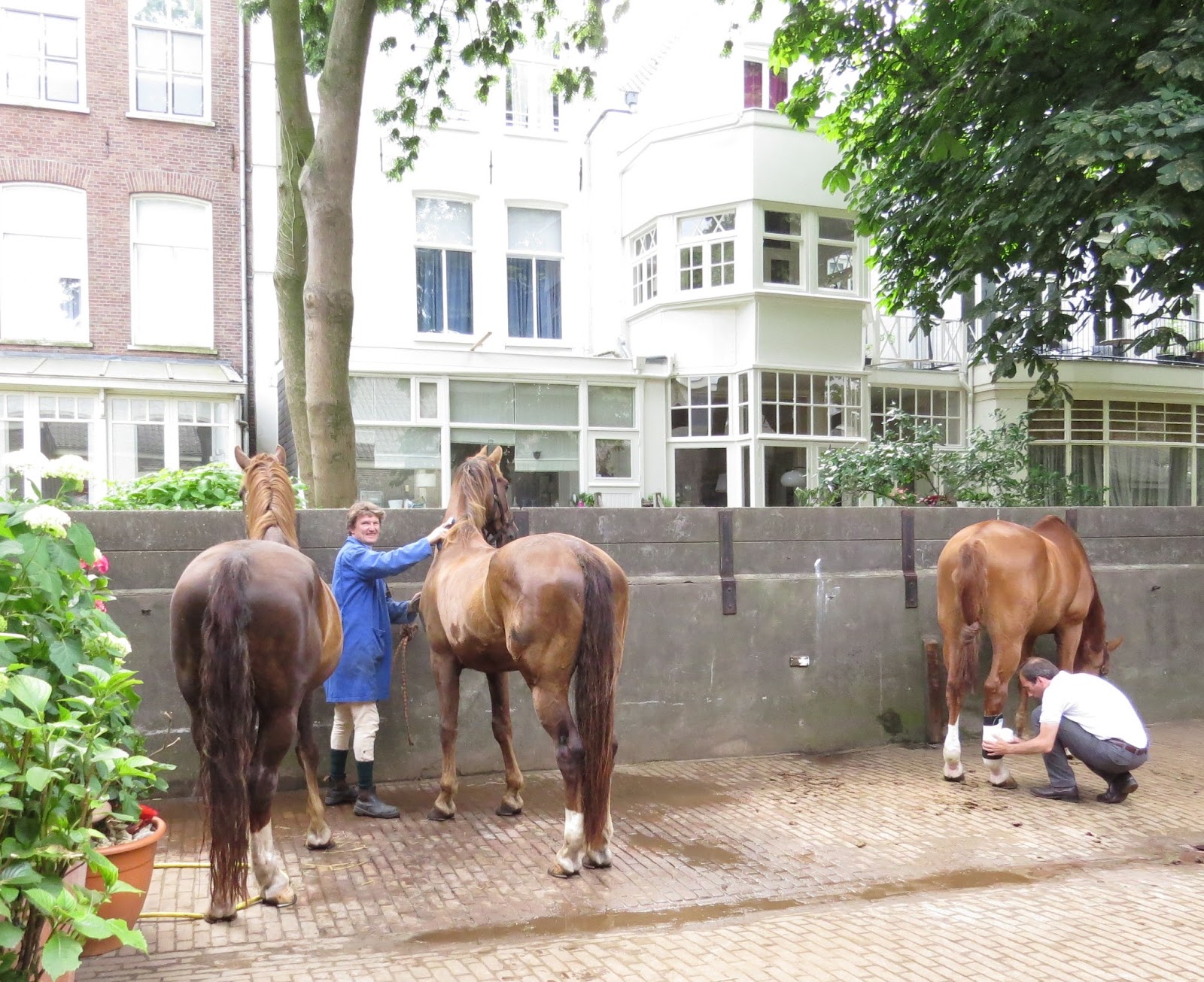 AT THE RAIL WITH NAGS AND WAGS: AMSTERDAM'S LIVE HORSE MUSEUM: MANEGE