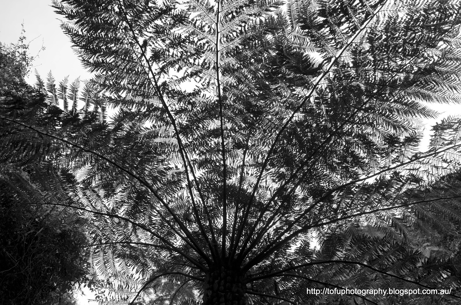 Tofu Photography: A tree fern at the Blue Mountains in NSW Australia