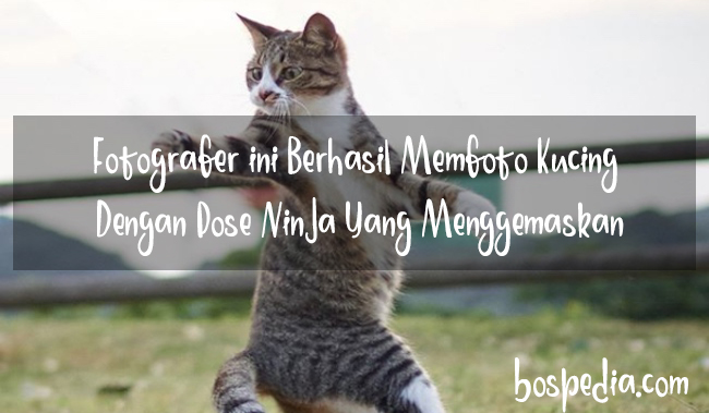 Fotografer ini Berhasil Memfoto Kucing Dengan Pose Ninja Yang ...