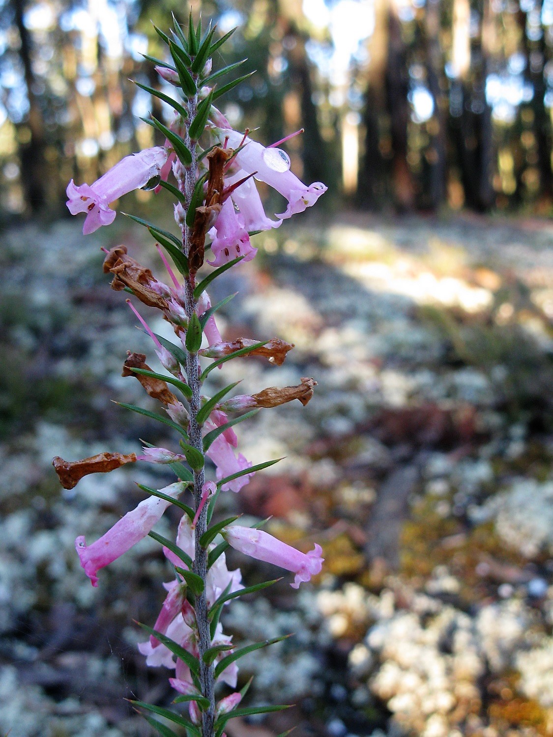 Vireya's Blog: Early Pink Heath