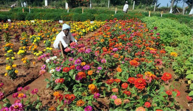 floriculture of bangladesh - Discover Bangladesh
