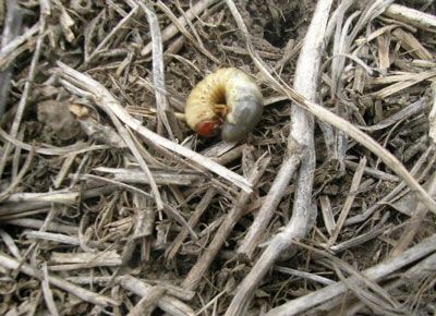 Mundo Agro Córdoba: Como prevenir los daños por bicho torito en trigo ...