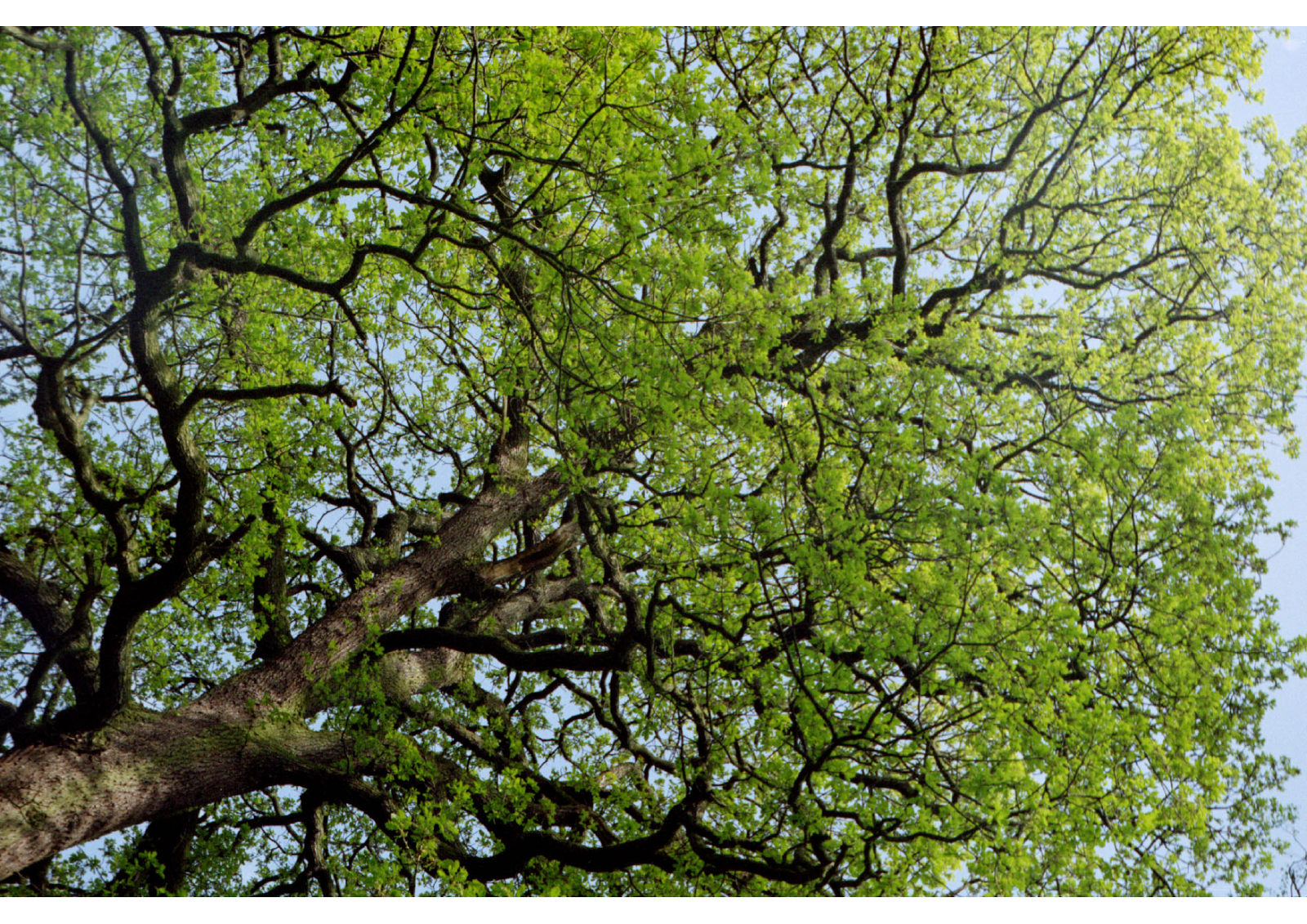 Mutation Education Lab: Computational Thinking Process