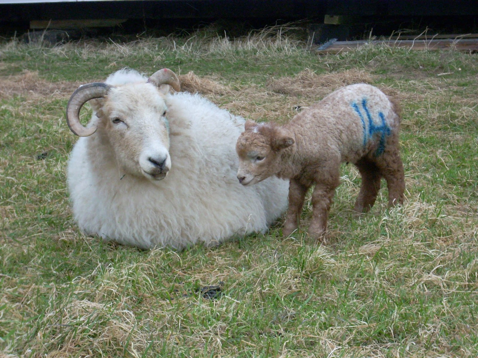 The Deerfold Spinner: My Tour de Fleece and Woolfest swag!