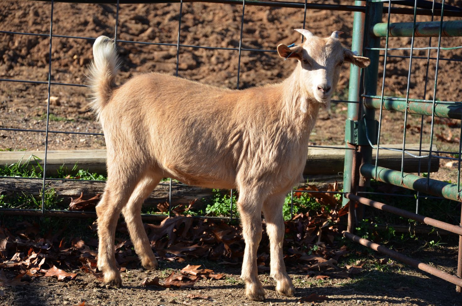 HORSESHOE CANYON RANCH MEAT GOATS: November 2011