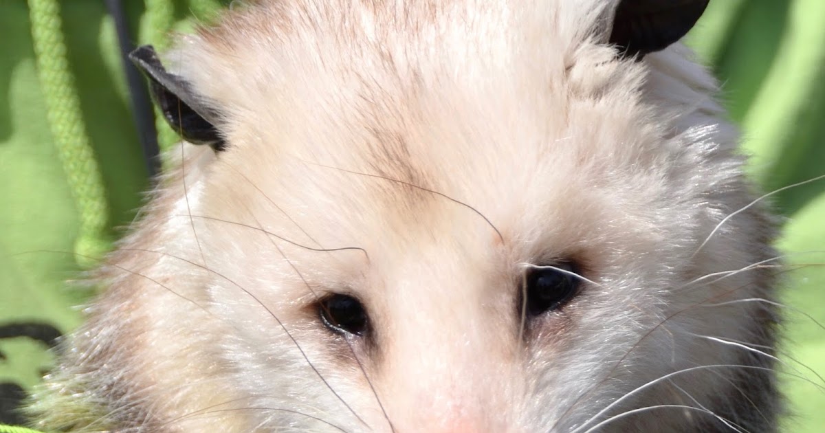 Urban Wildlife Guide: Opossum!