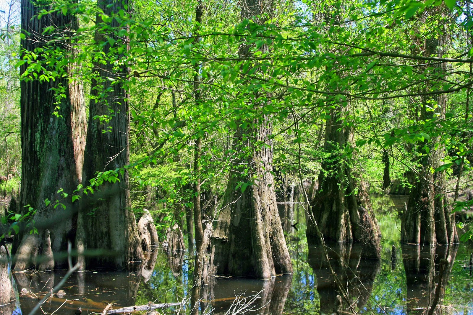 Goan's On: Big Thicket National Preserve TX