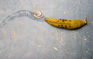 Douglas Park Cooperative: Slug races, chicken poop bingo among featured ...