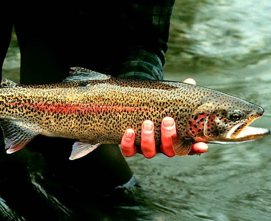 Materi Evolusi Ikan Forel Pelangi Oncorhynchus mykiss