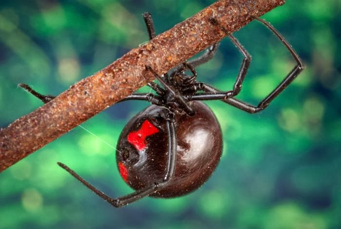 Rules of the Jungle: Poisonous spiders in Everglades