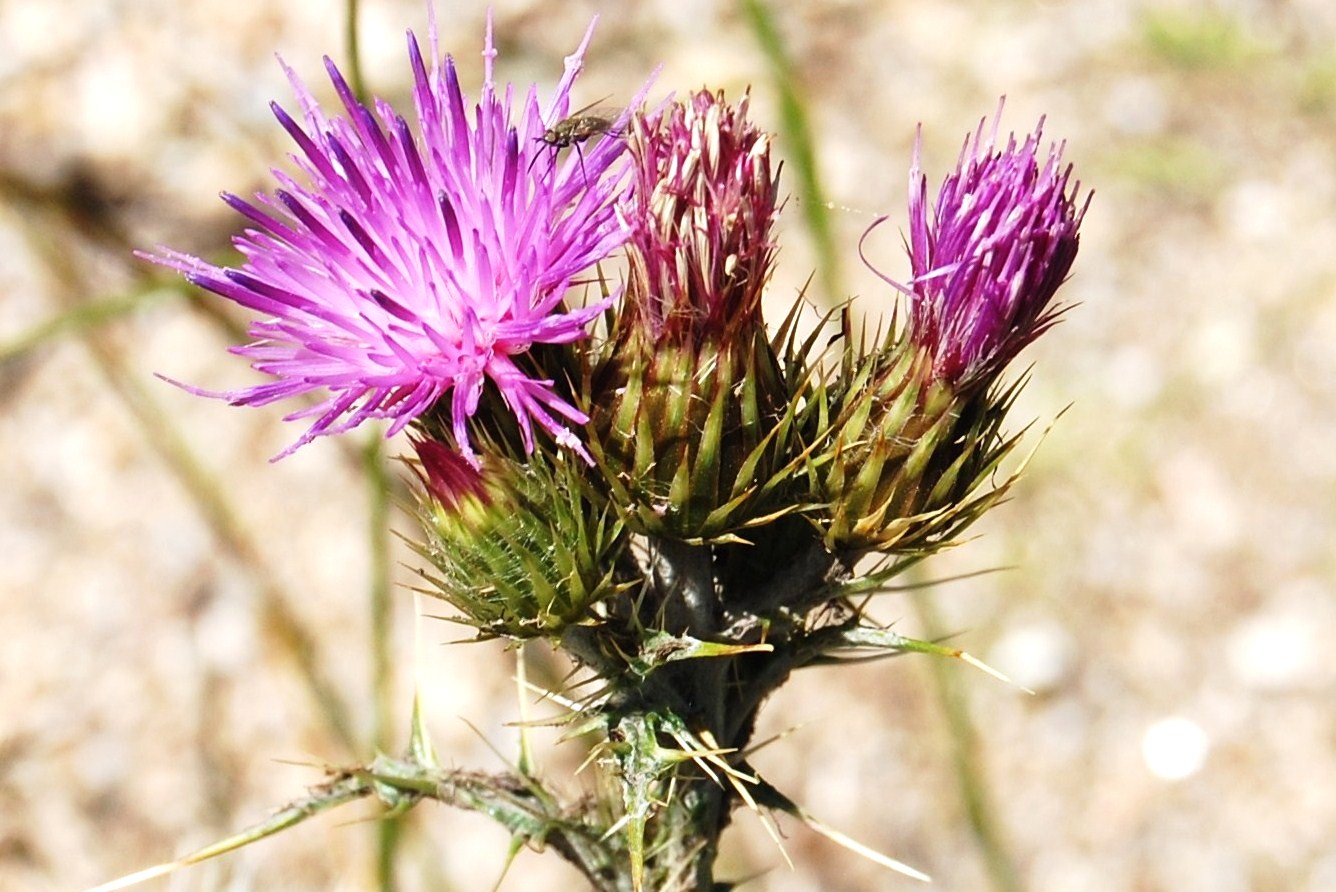 Plantas: Beleza e Diversidade: Carduus carpetanus