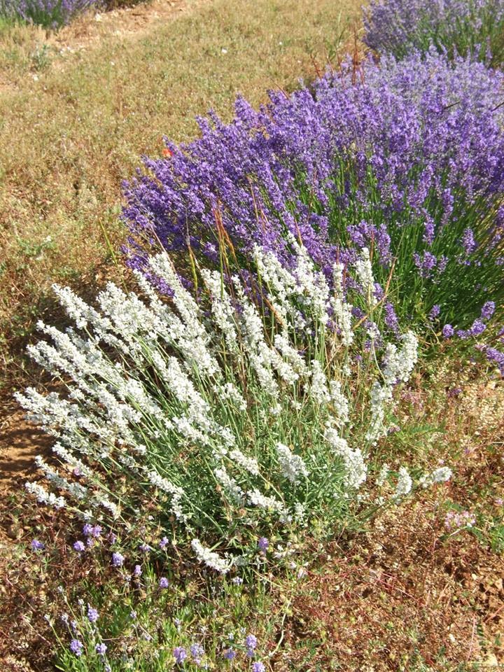 Claudiaroma: Aromas da Provence - lavanda branca