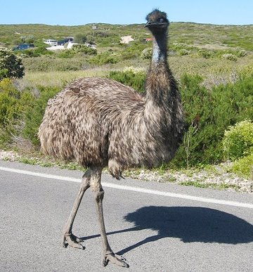 Animal Picture and Description Blog: Animal Pictures and Description ...