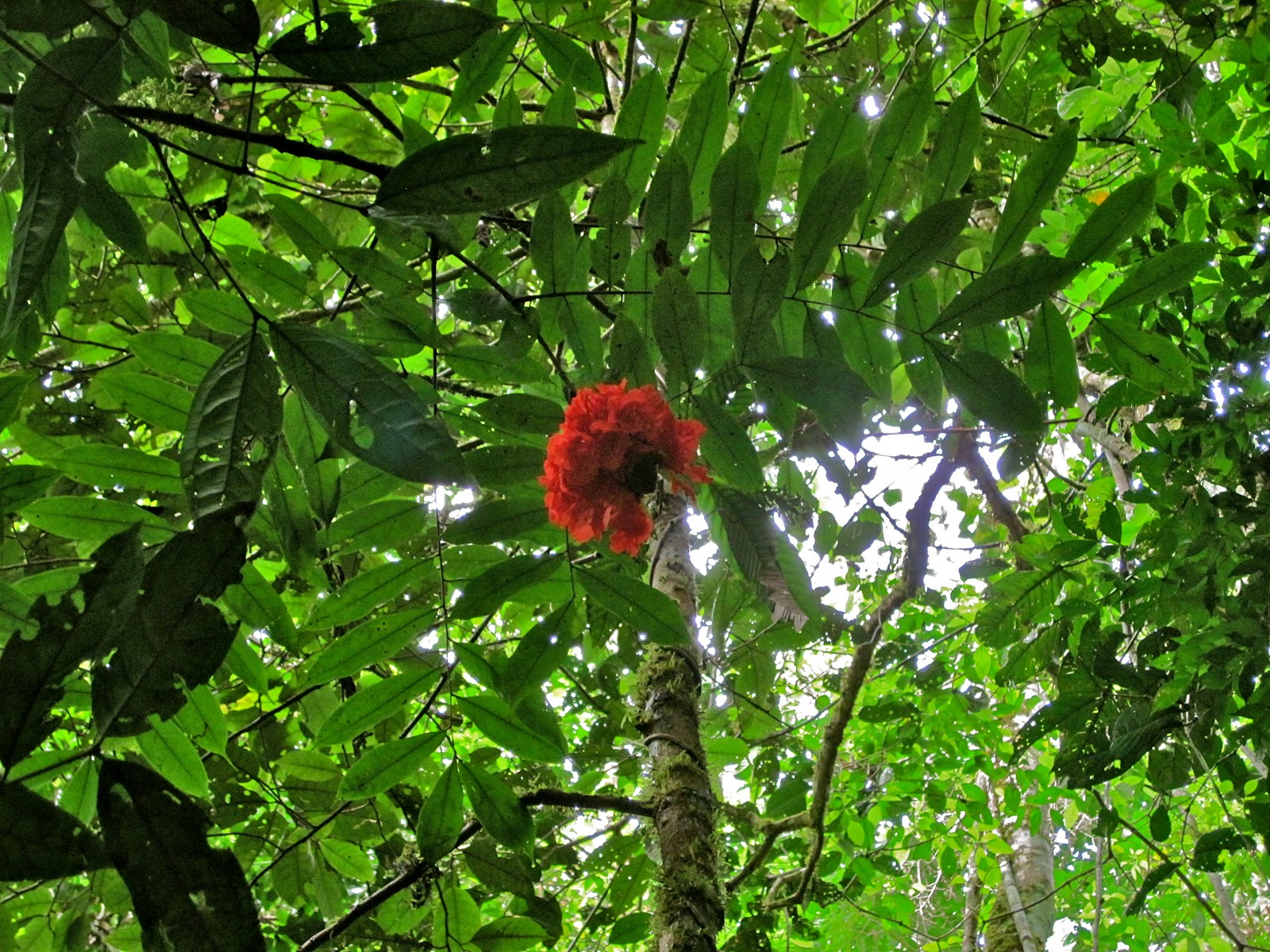 Not All Who Wander Are Lost: TBS...Welcome to the Jungle!