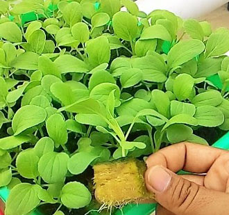 Tips Memilih Bibit Terong Yang Baik dan Benar Sebelum Tanam