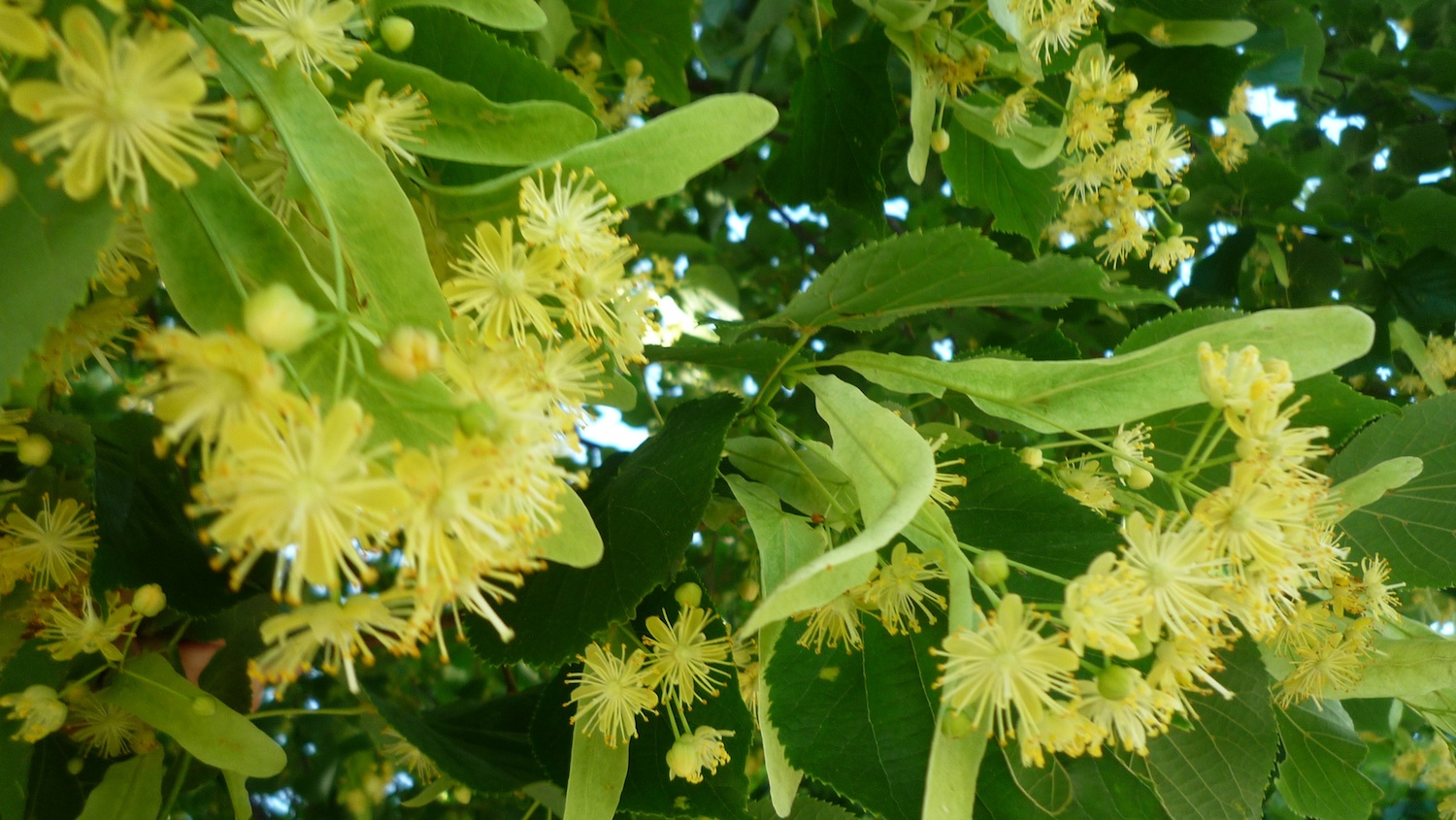 Dagen idag den är din: Tilia Cordata