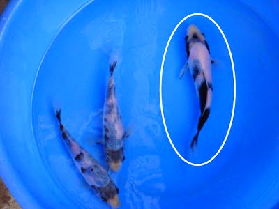 Cara Memutihkan Shiroji Koi ~ Nusantara Koi