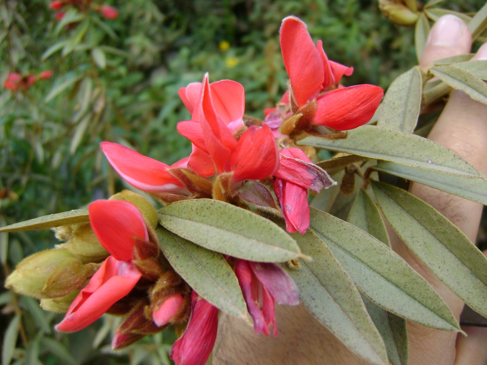 Fabaceae - Leguminosae no Brasil: Fabaceae - Collaea speciosa (Loisel.) DC.