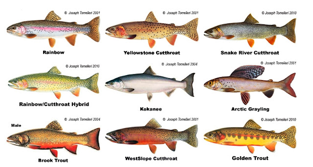 Mackay, Idaho: Mackay Fish Hatchery