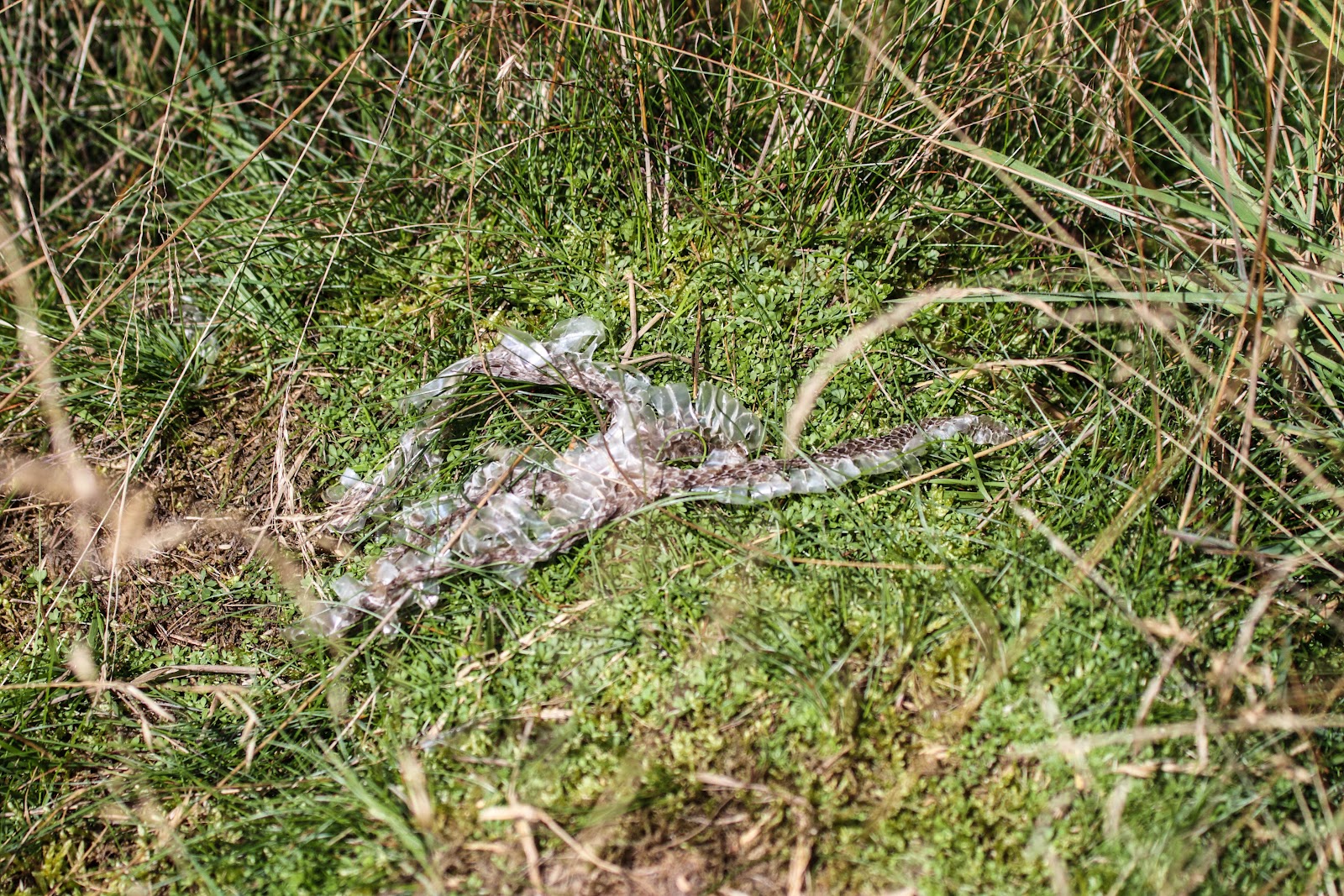 Snakes in the Forest of Dean