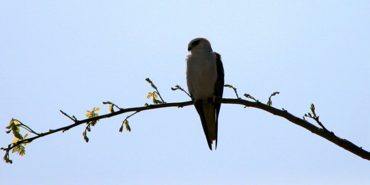 Mithun: Bird Photography