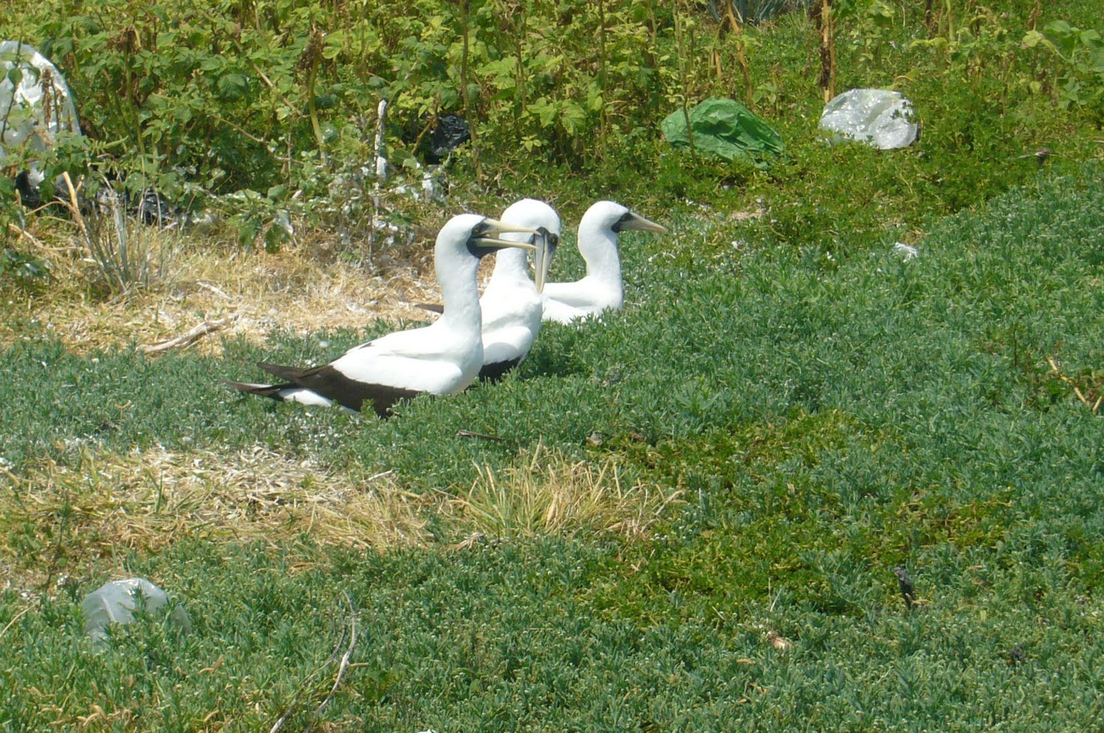 B l u d u m !: Pedro Cays