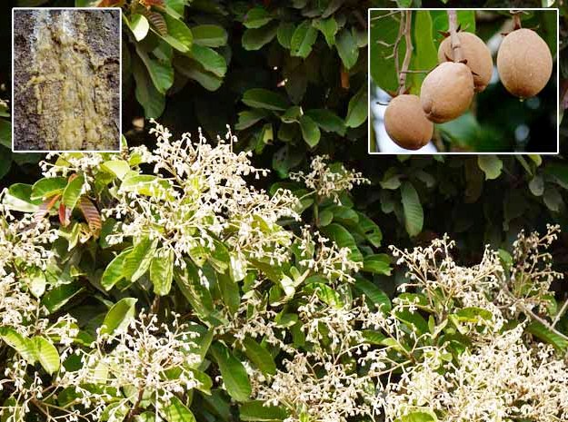 Economically Important Indian Copal Tree Faces Threat of Extinction