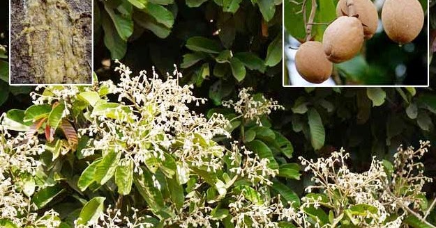 Economically Important Indian Copal Tree Faces Threat of Extinction