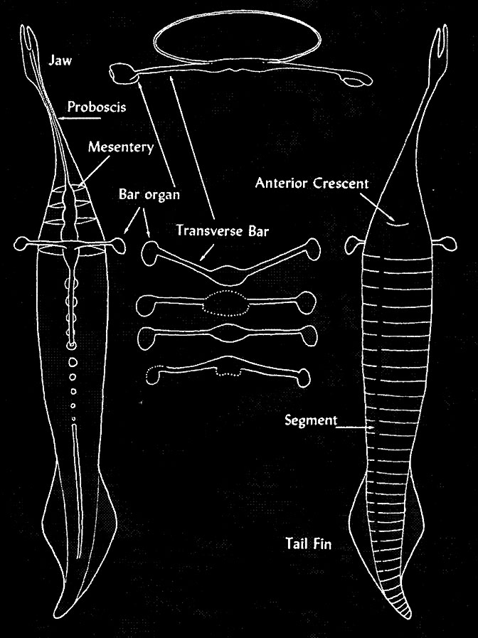 LAND OF THE DEAD: LIVING FOSSILS: Tullimonstrum gregarium and The ...