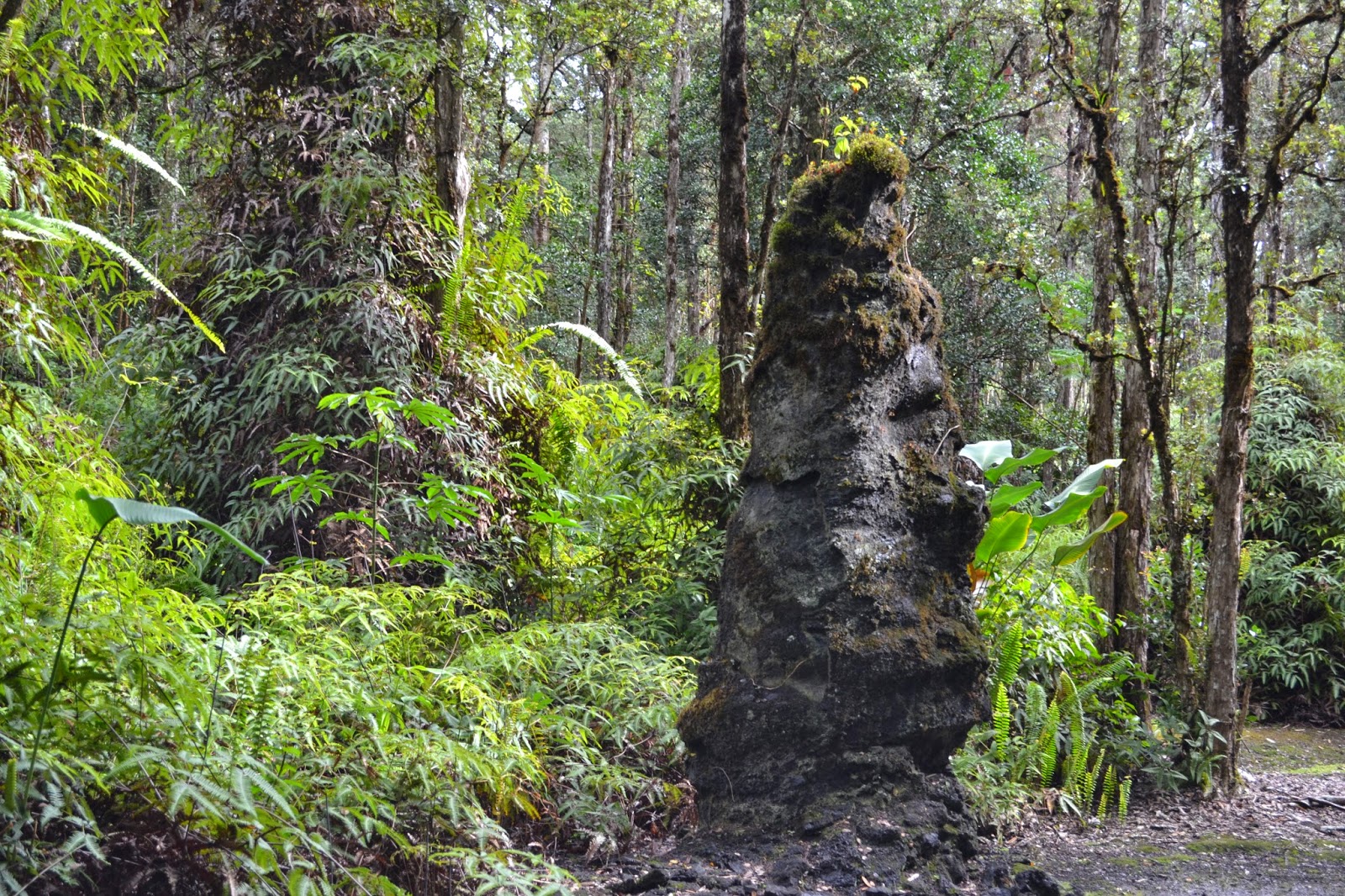 Family Travel Blog : Hawaii Daily Photo: Lava Tree State Park, Big Island