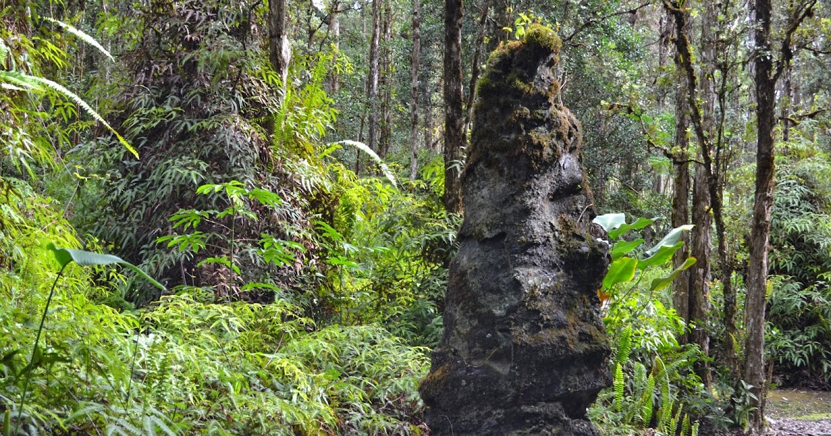Family Travel Blog : Hawaii Daily Photo: Lava Tree State Park, Big Island