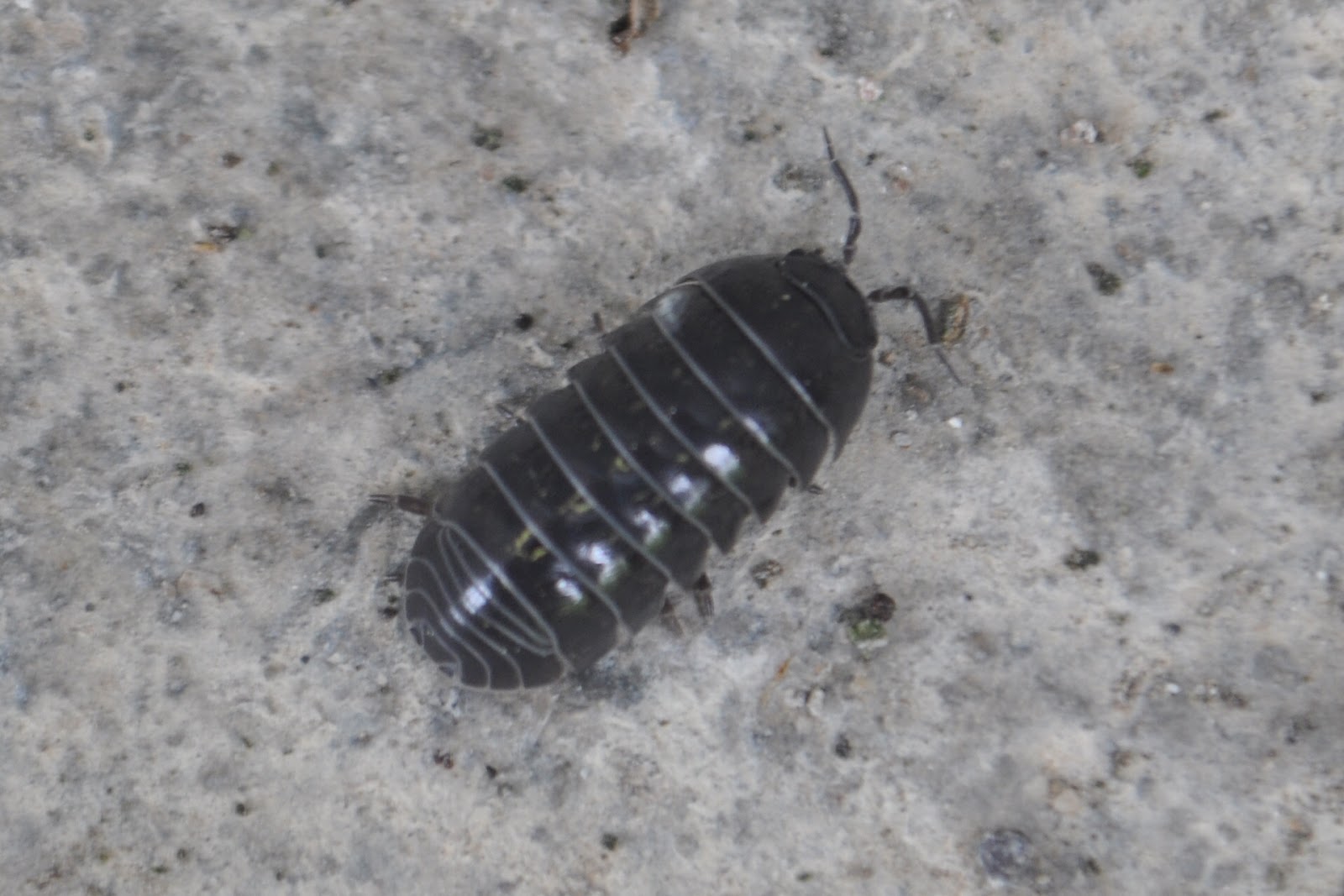 ZOOTOGRAFIANDO (6.100 ANIMALS): BICHO BOLA (Armadillium vulgare)